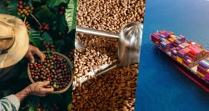 Coffee Supply Chain: The Complete Journey from Bean to Brew | 3SC